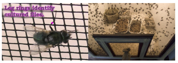 Flies without tears – a personal approach to maggots - Naturally for Birds