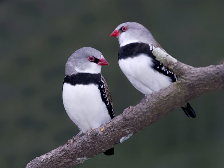 Diamond Firetails – Gems of the Australian Bush - Naturally for Birds