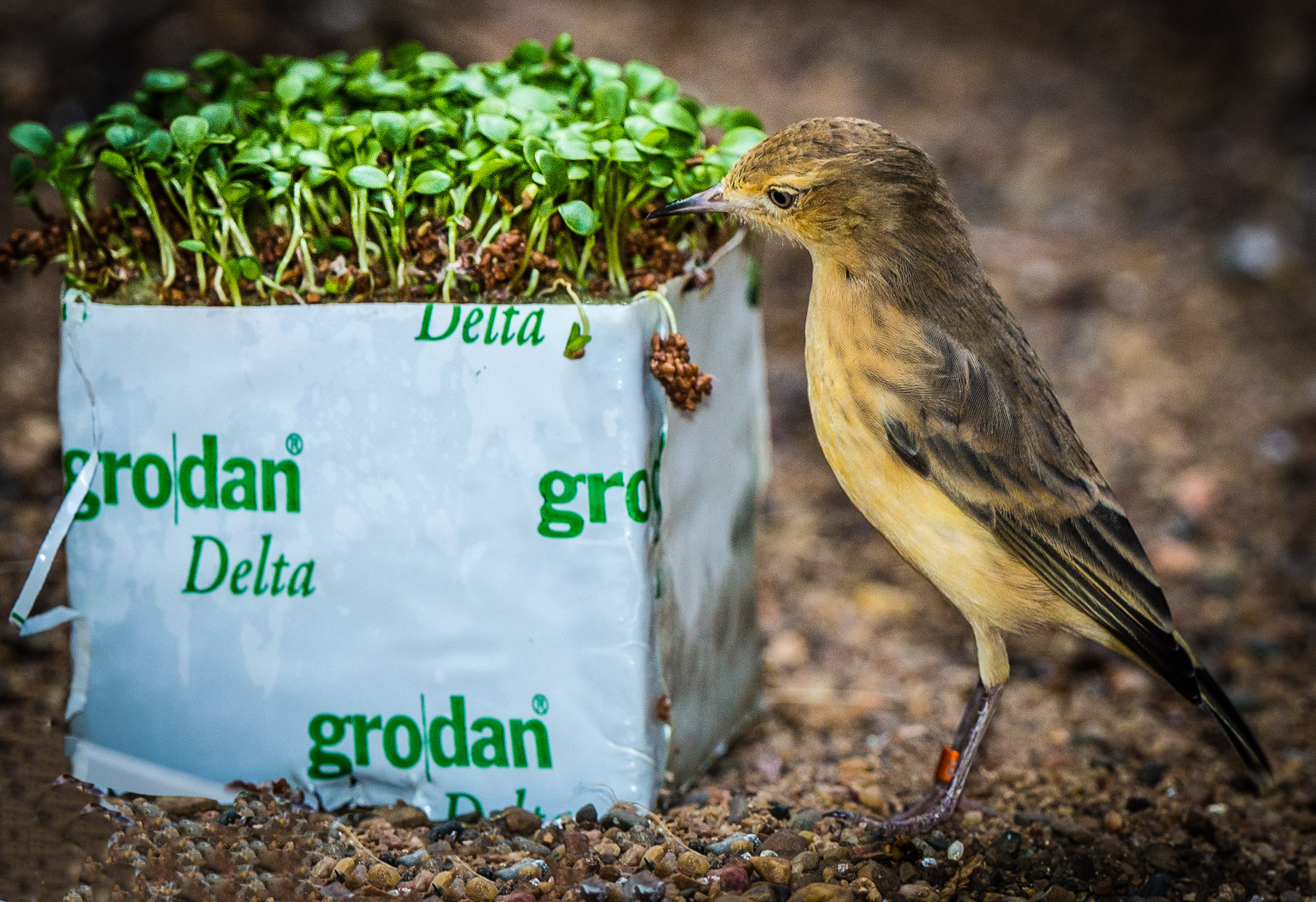 Clover - Naturally for Birds